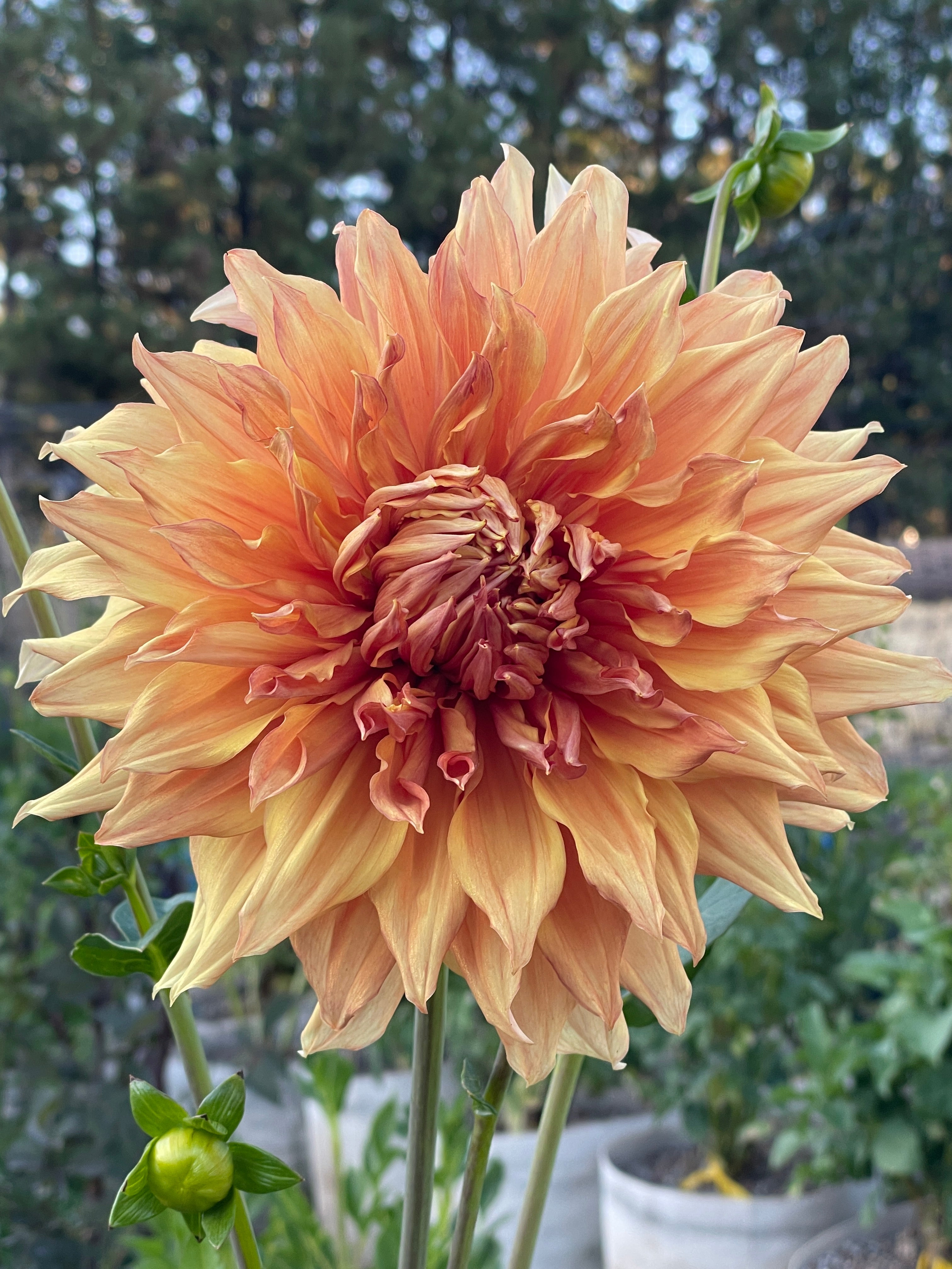 Hamari Gold – Bee Dreams Flower Farm