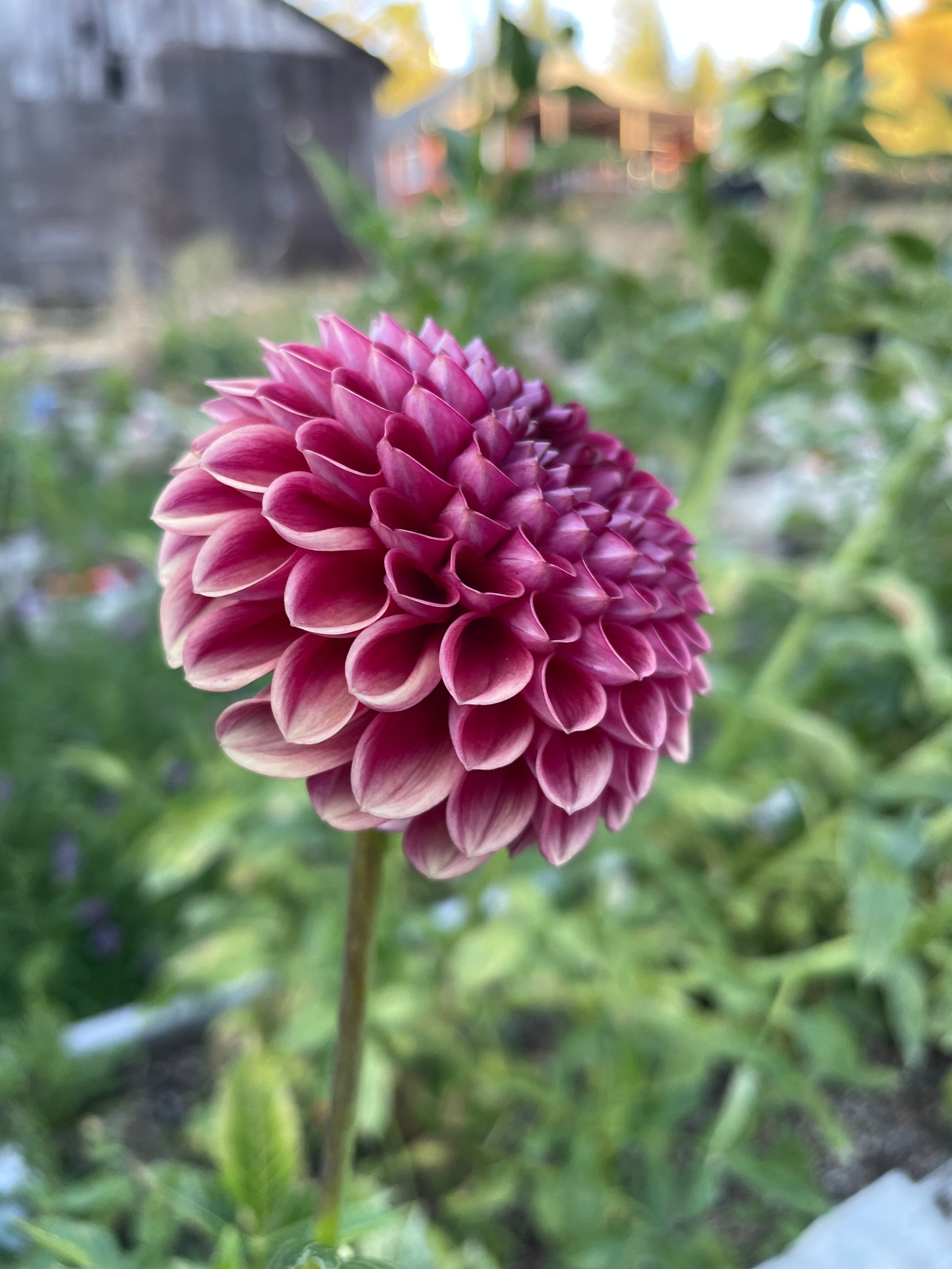 Copper Boy – Bee Dreams Flower Farm