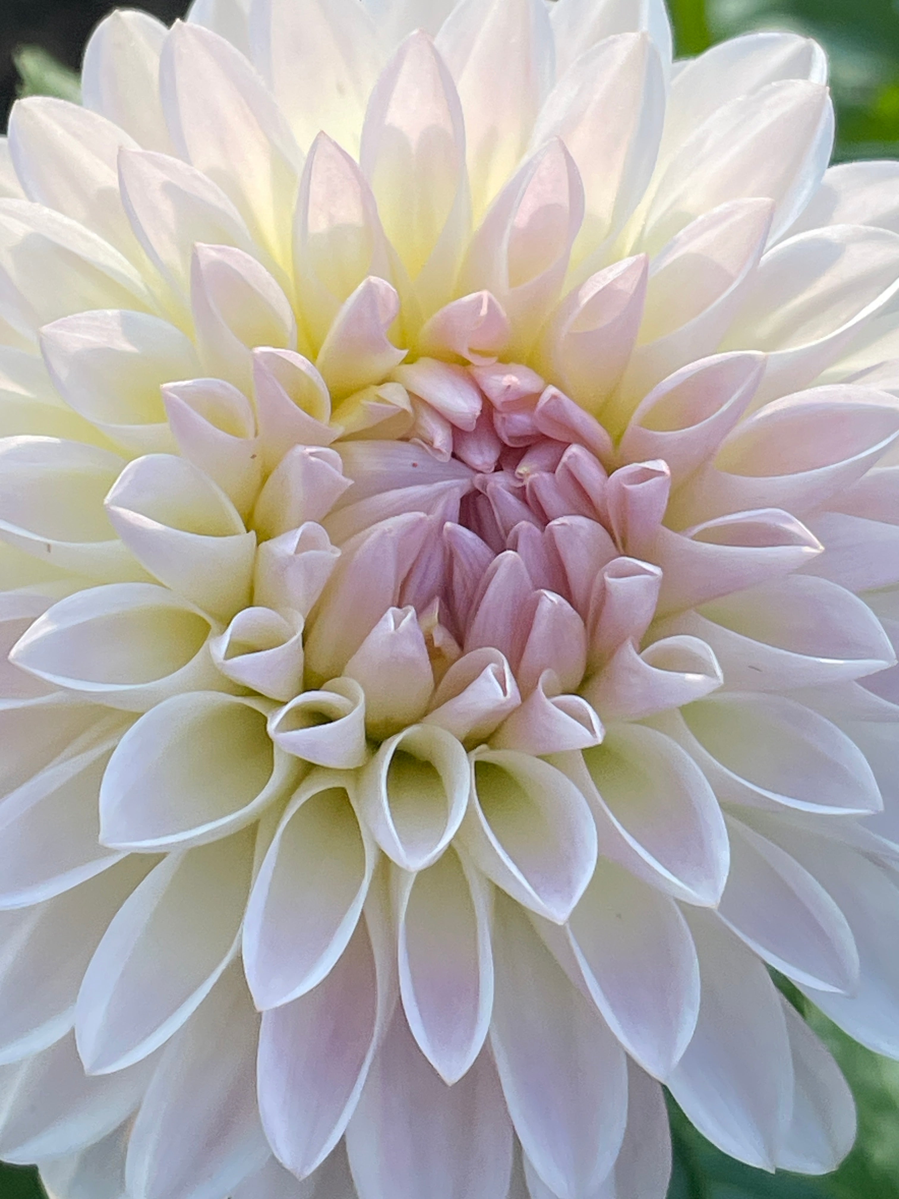 Tahoma Stellar Feller – Bee Dreams Flower Farm