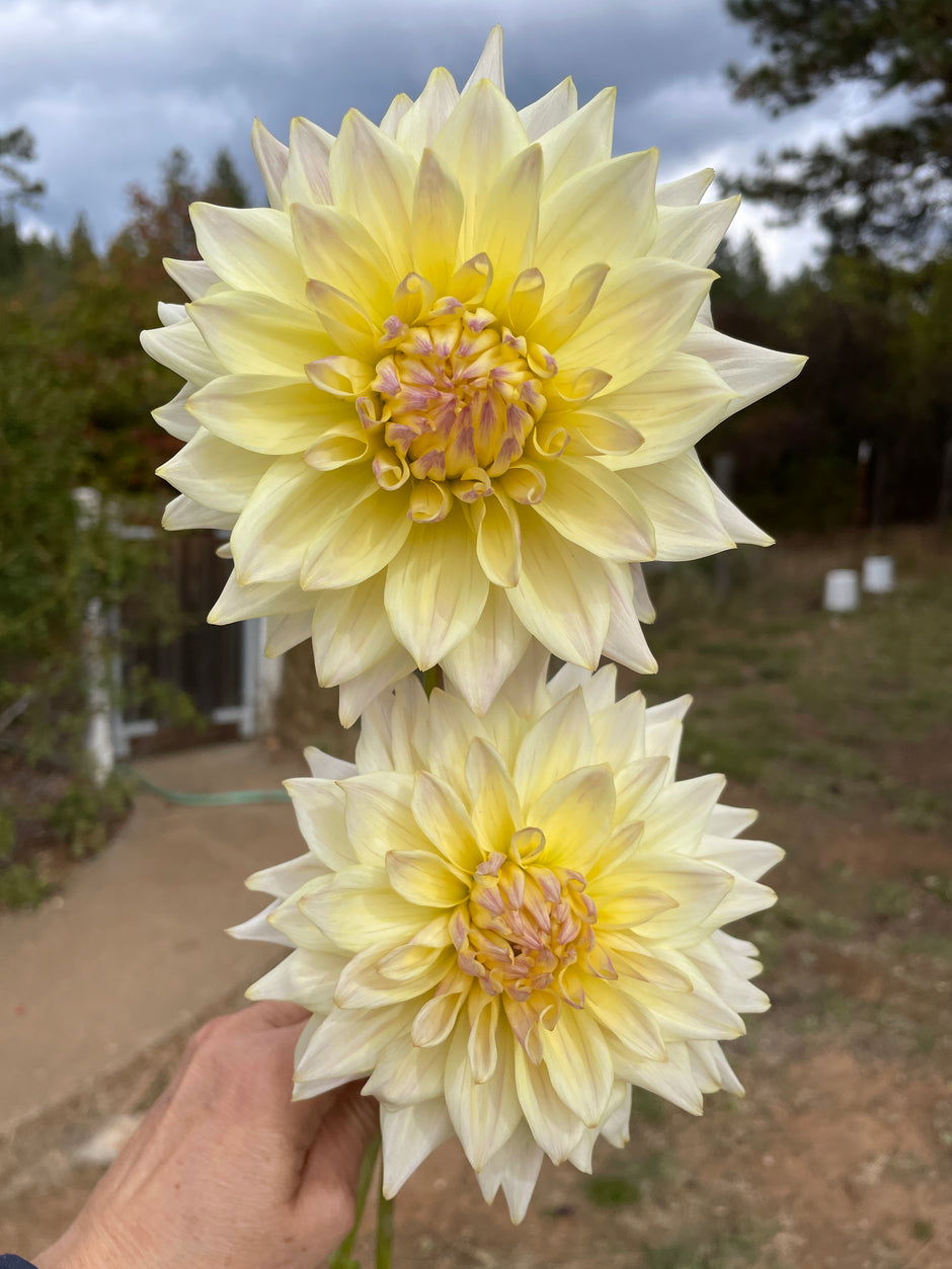 Products – Page 4 – Bee Dreams Flower Farm