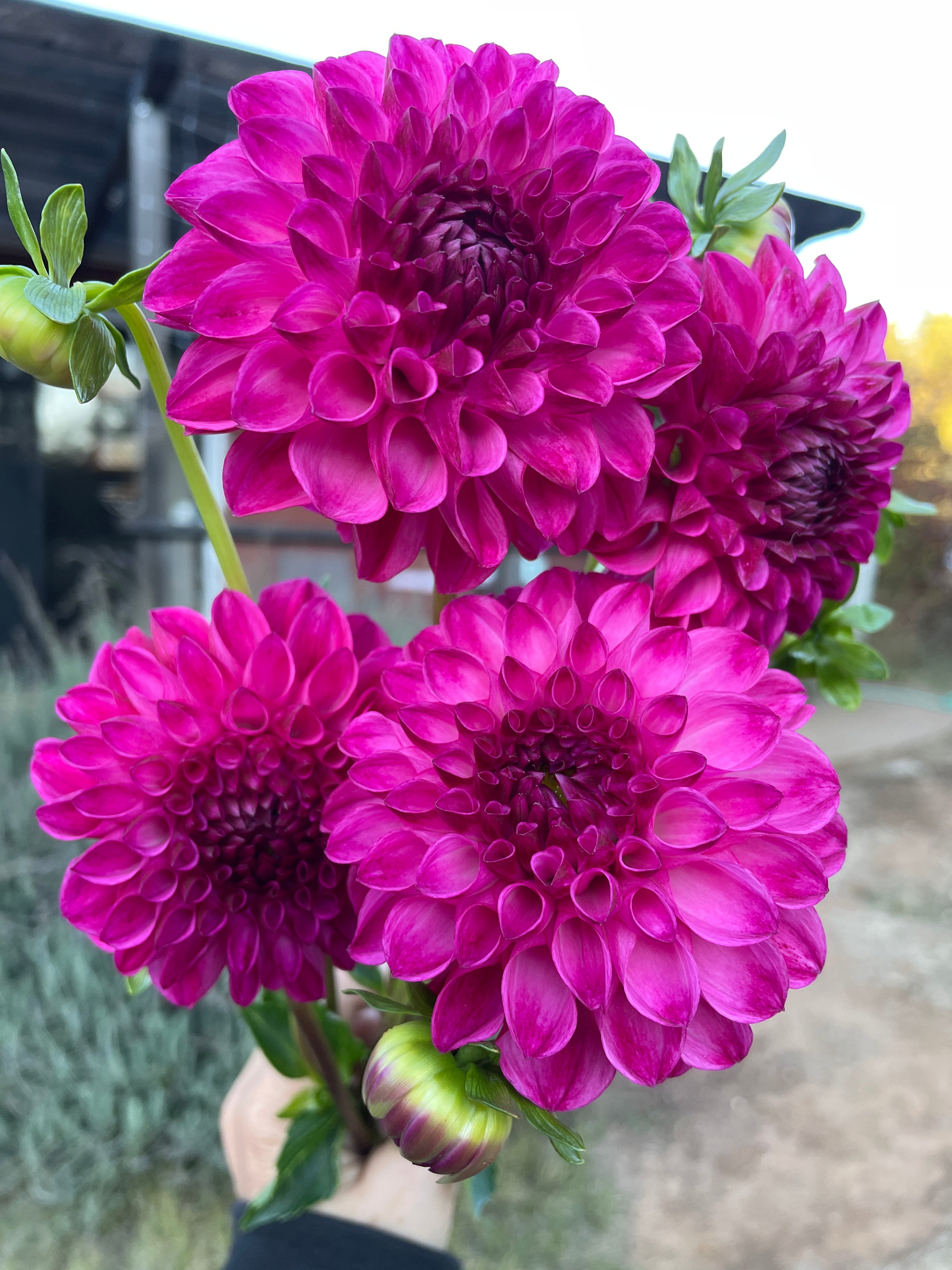 JS Dorothy Rose – Bee Dreams Flower Farm