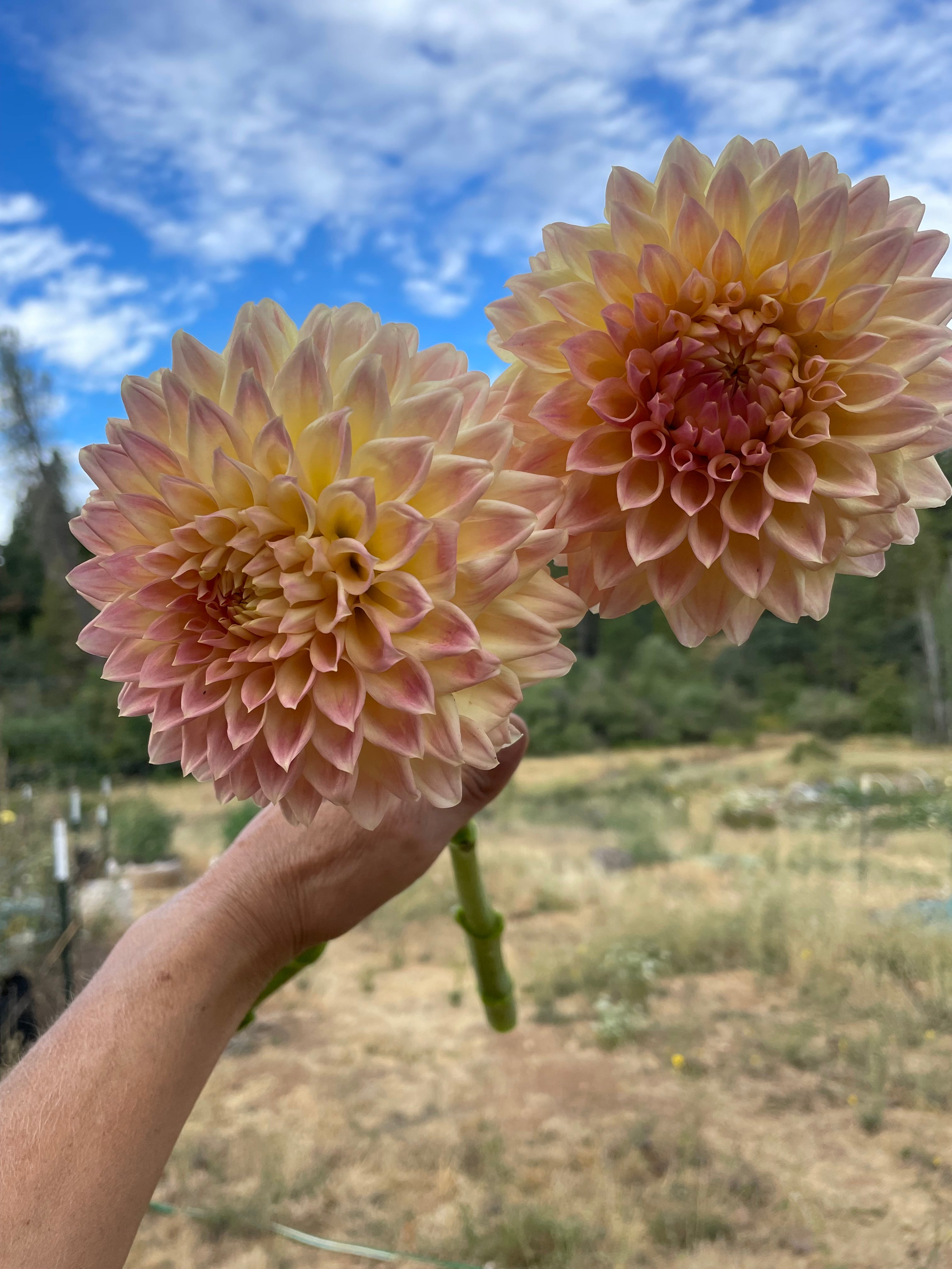 Hamilton Lillian – Bee Dreams Flower Farm