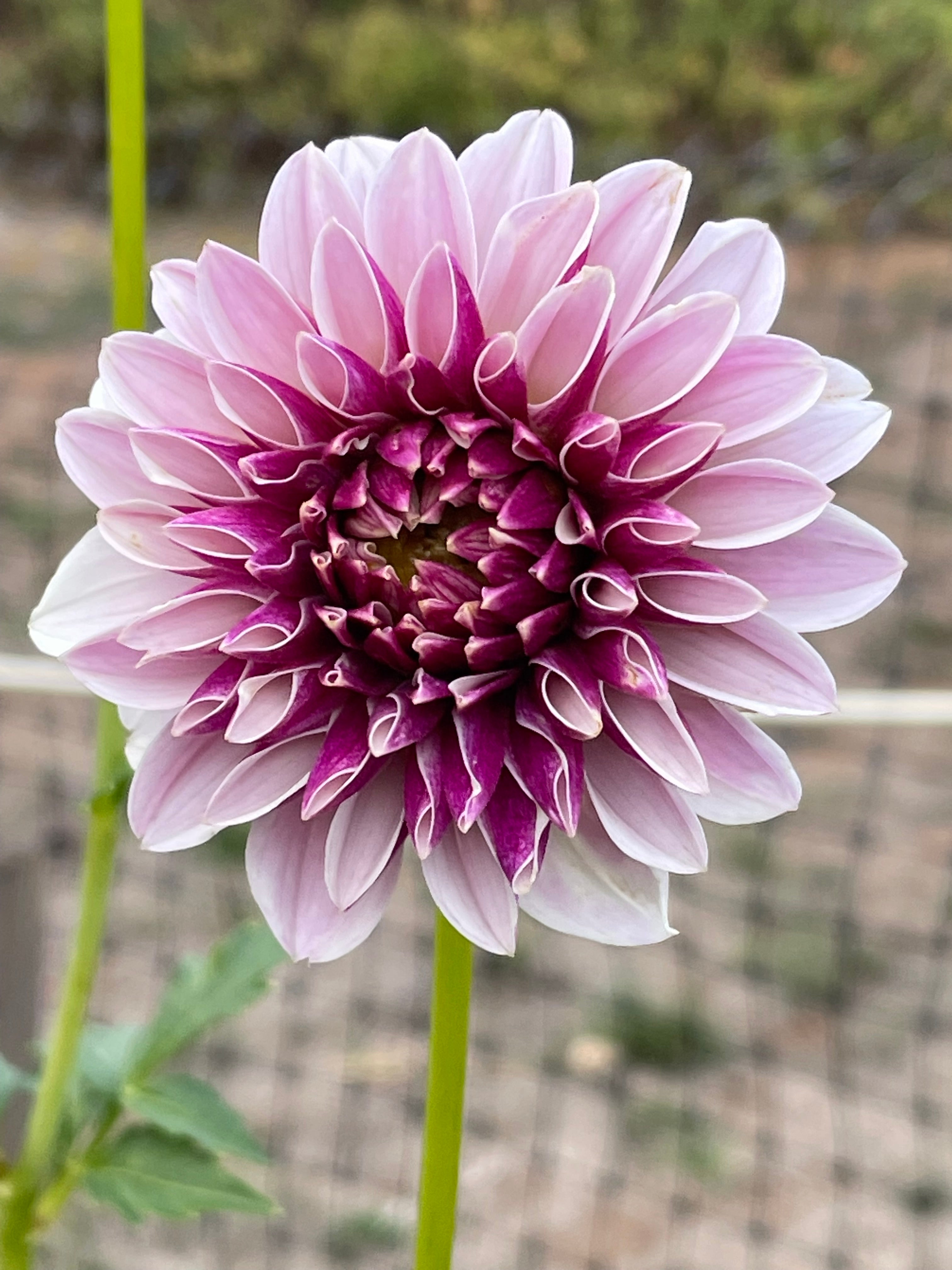 Salish Twilight Girl – Bee Dreams Flower Farm