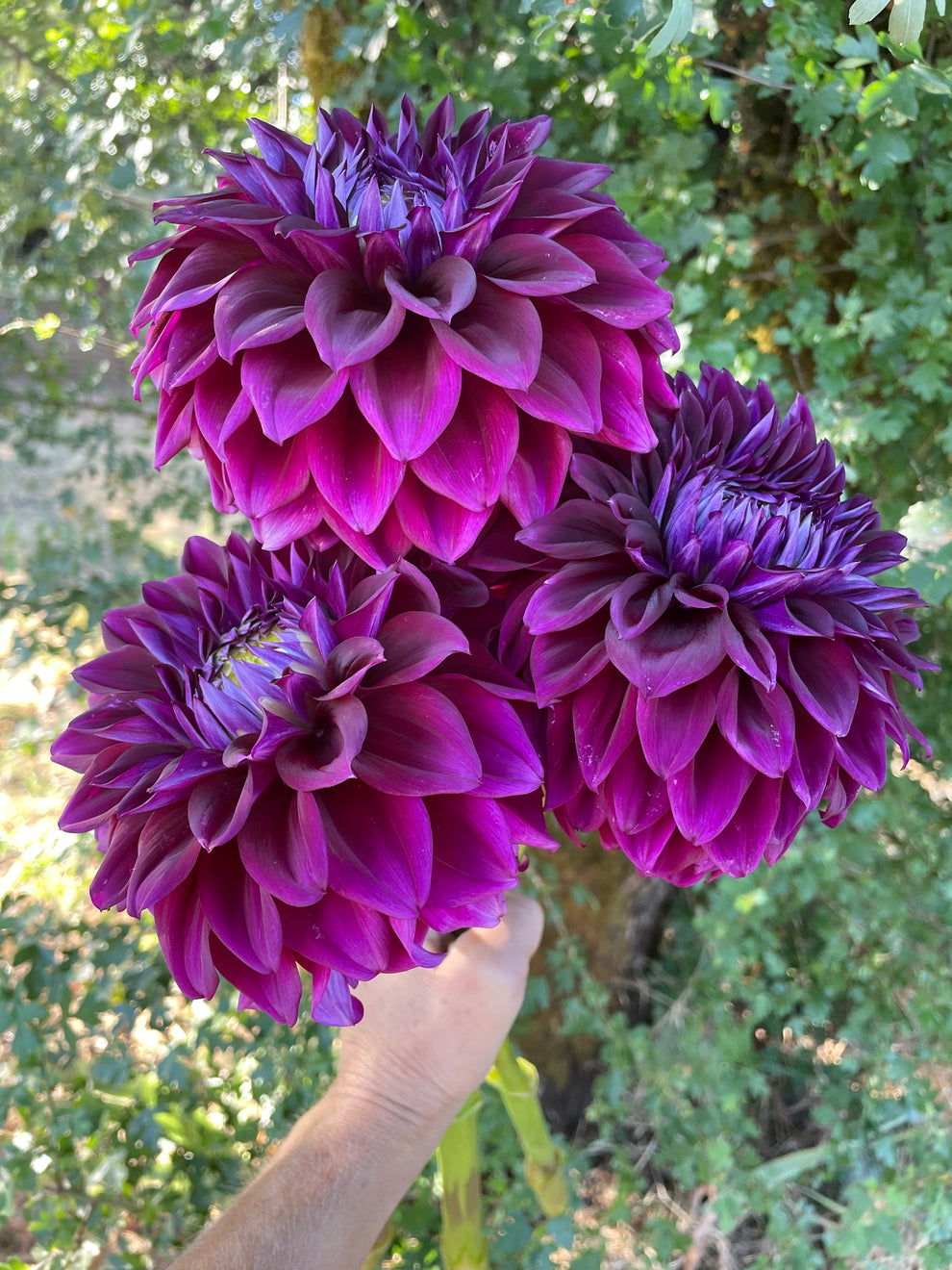 Bloomquist Port – Bee Dreams Flower Farm