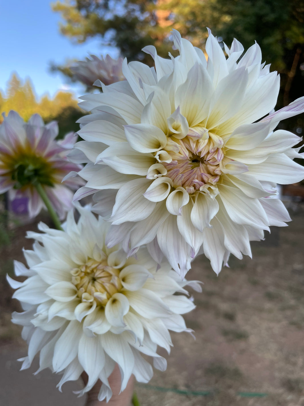 Products – Bee Dreams Flower Farm