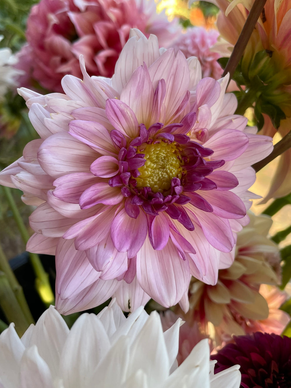 Bloomquist Glitter – Bee Dreams Flower Farm