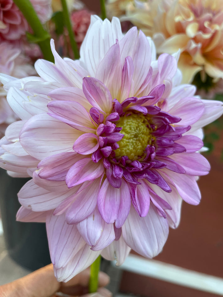 Products – Bee Dreams Flower Farm
